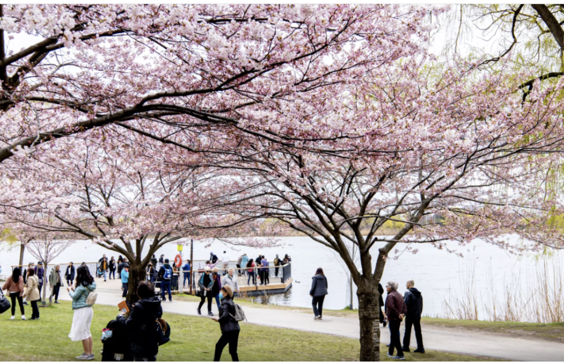 WHERE TO SEE THE CHERRY BLOSSOMS IN ONTARIO - Summer Fun Guide