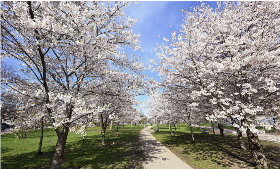 WHERE TO SEE THE CHERRY BLOSSOMS IN ONTARIO - Summer Fun Guide