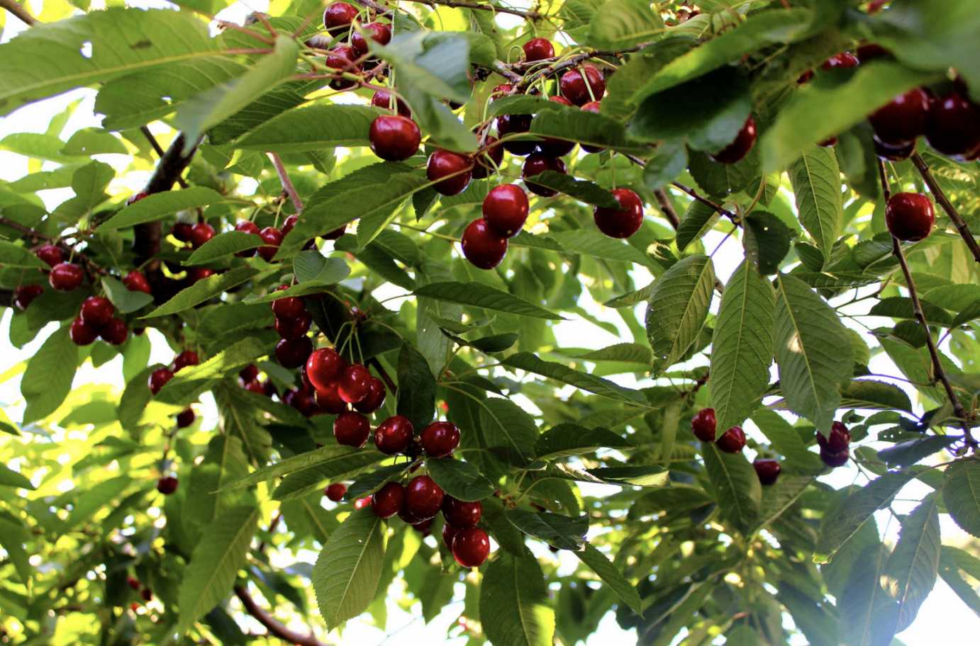 Cherry Picking in Ontario – Best Orchards & Seasonal Tips - Summer Fun ...